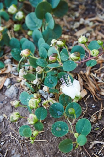 Filicudi: even offline op het eiland van de kappertjes